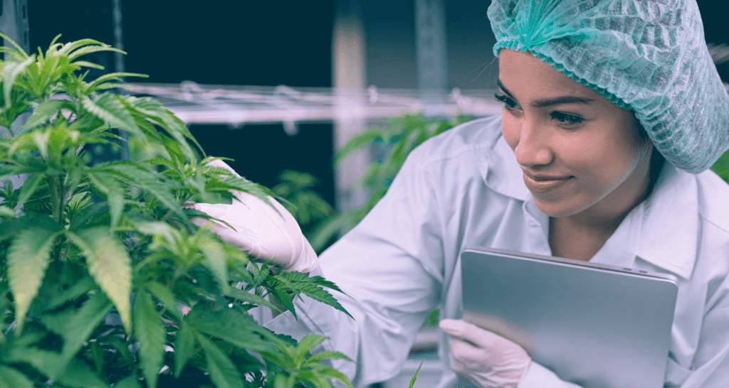 Cannabis Security Solutions Electronic Security Concepts
